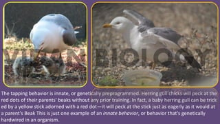 Innate Behavior (Animal Behavior) Taxis, Fixed Action Pattern, reflex ...