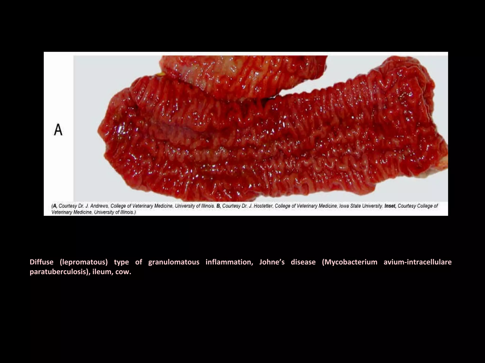 Innate Imm Chronic Inflam | PPT