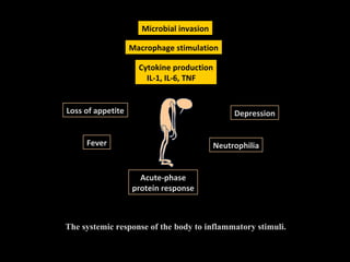 Innate Imm Chronic Inflam | PPT