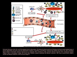 Innate Imm Chronic Inflam | PPT
