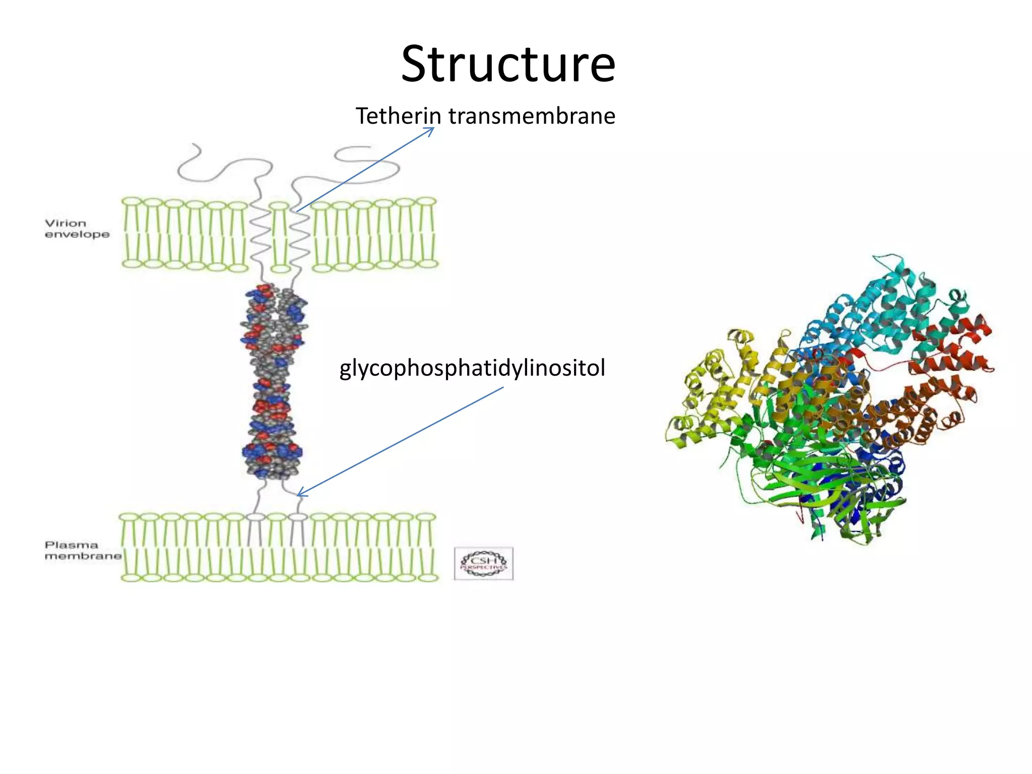 Innate immune restriction factors to Retroviruses final2.ppt
