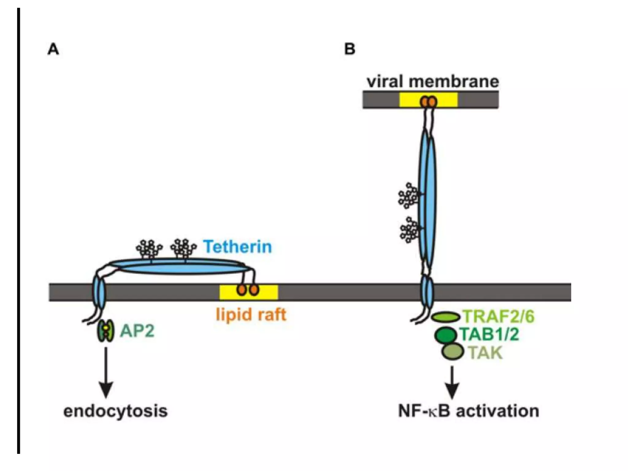 Innate immune restriction factors to Retroviruses final2.ppt
