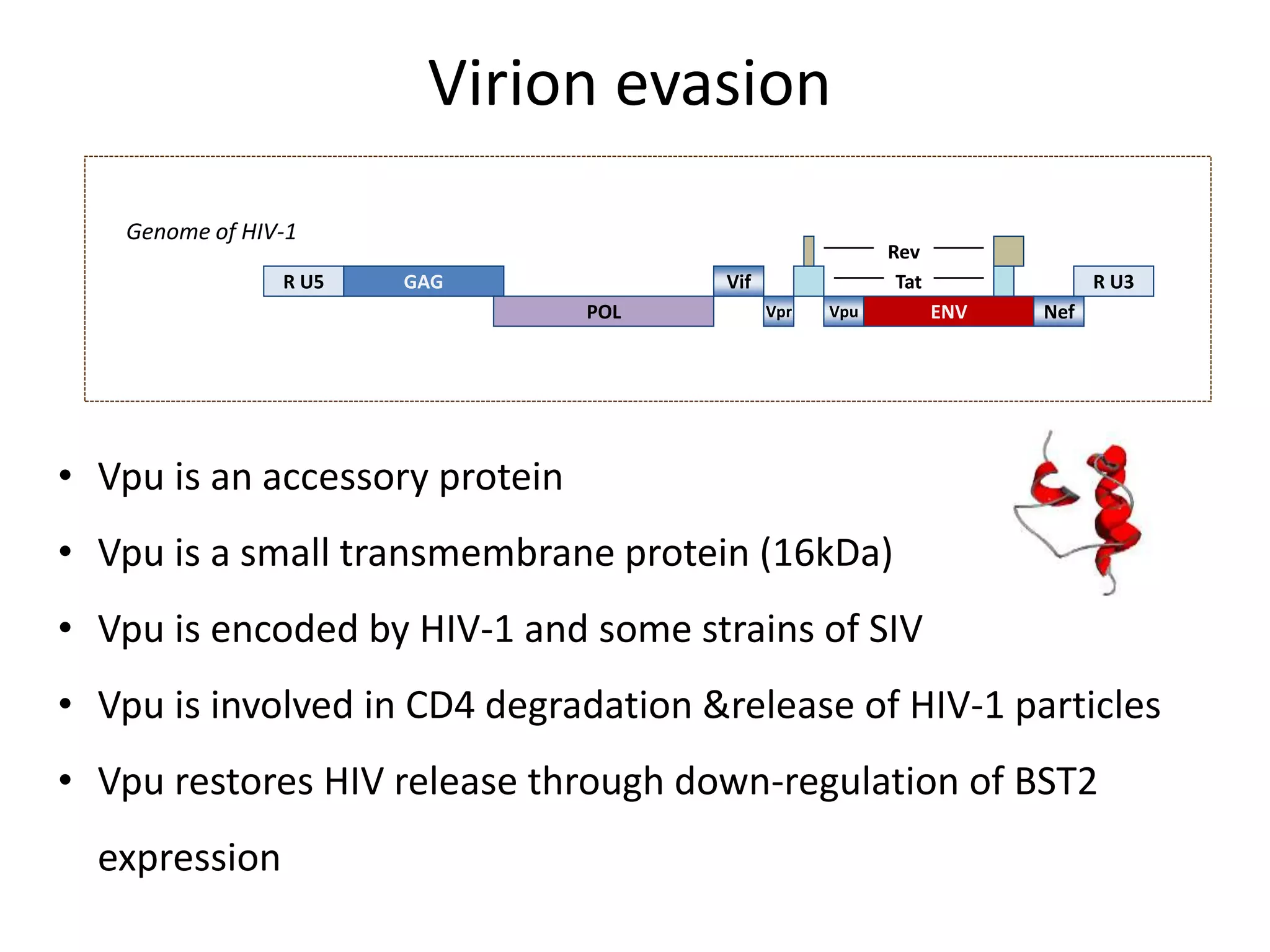 Innate immune restriction factors to Retroviruses final2.ppt
