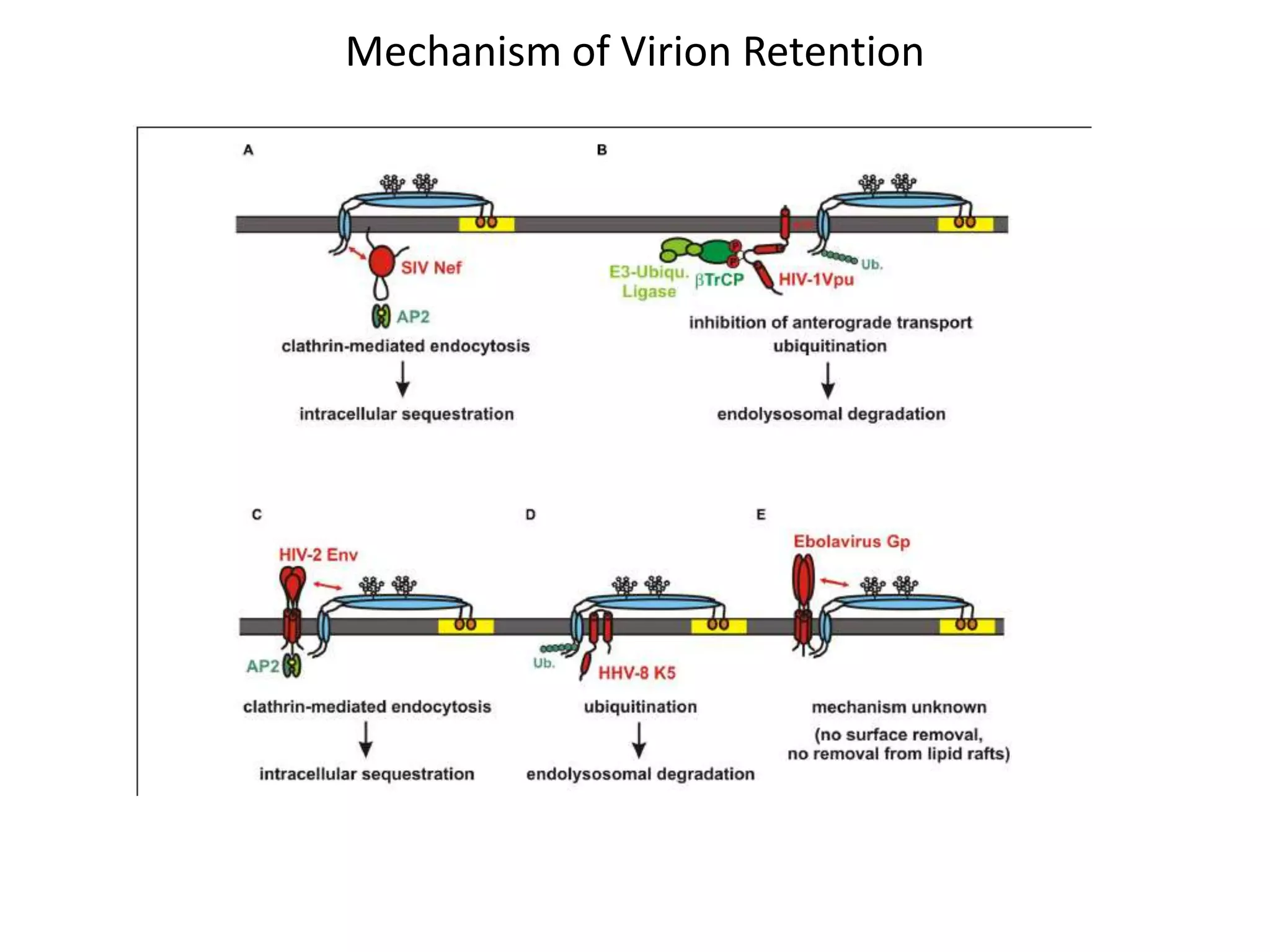 Innate immune restriction factors to Retroviruses final2.ppt