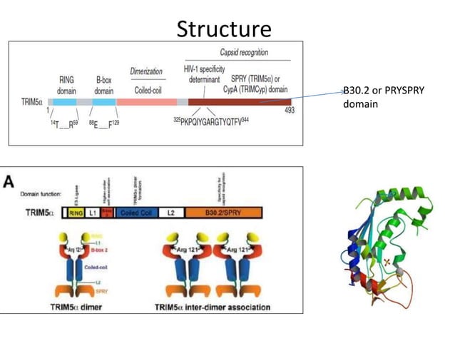 Innate immune restriction factors to Retroviruses final2.ppt