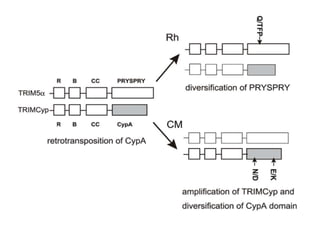 Innate immune restriction factors to Retroviruses final2.ppt