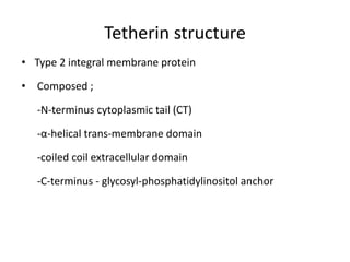 Innate immune restriction factors to Retroviruses final2.ppt