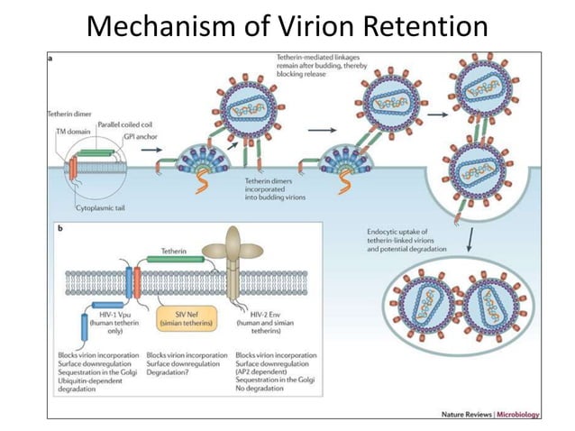 Innate immune restriction factors to Retroviruses final2.ppt