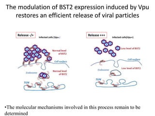 Innate immune restriction factors to Retroviruses final2.ppt