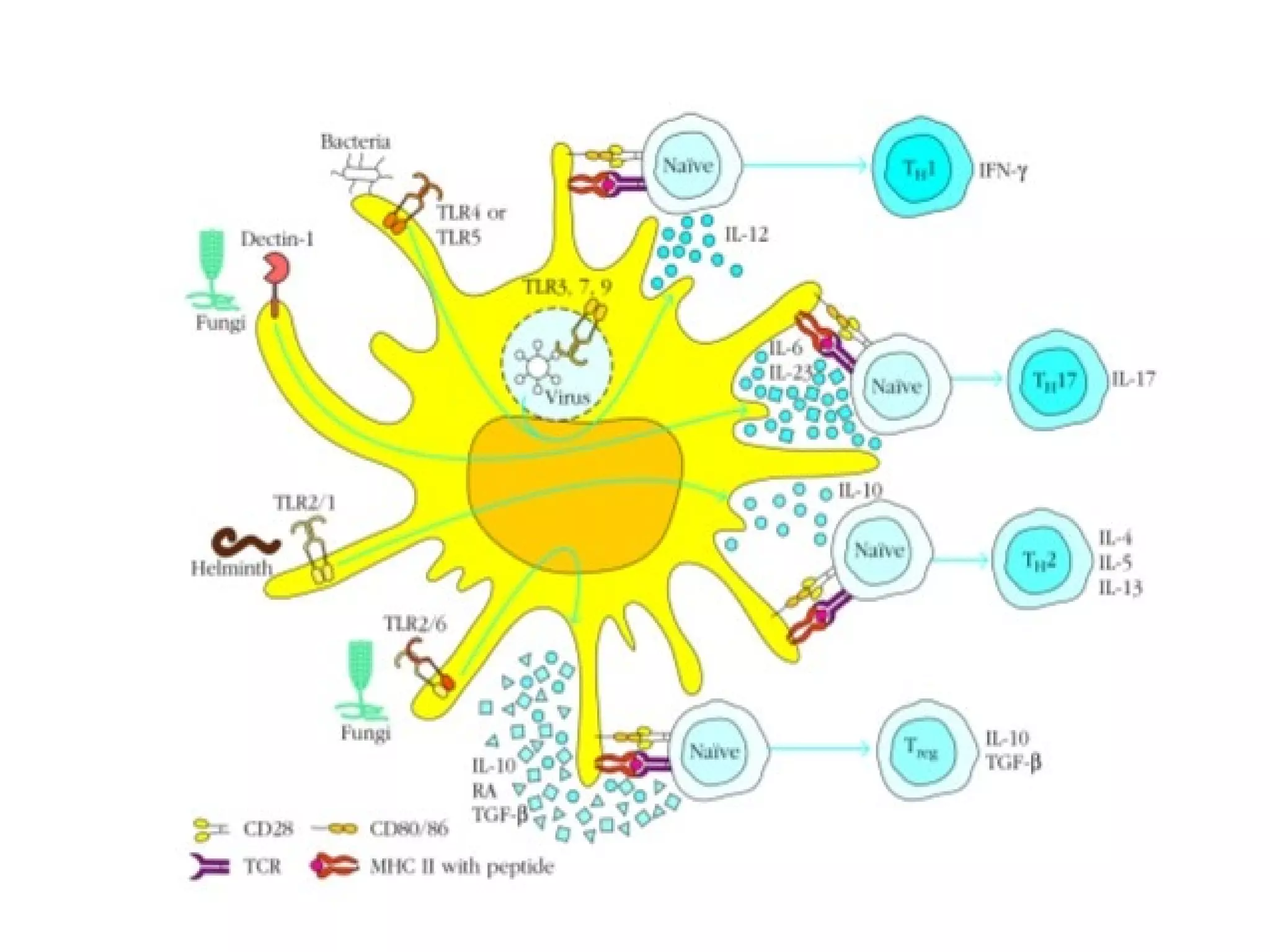 Innate immune system recognition receptors & inflammasomes activation | PPT