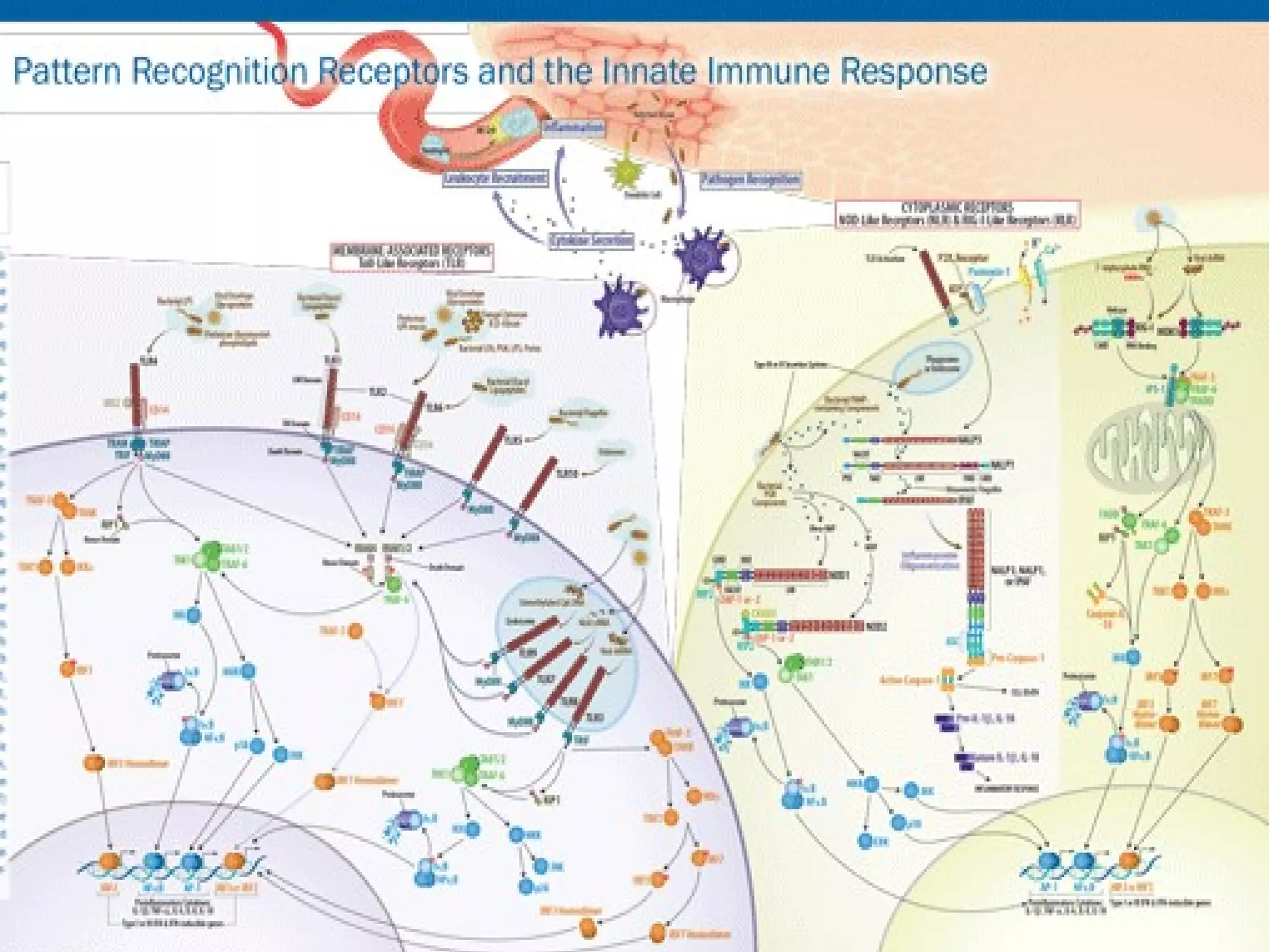 Innate immune system recognition receptors & inflammasomes activation | PPT | Biological ...