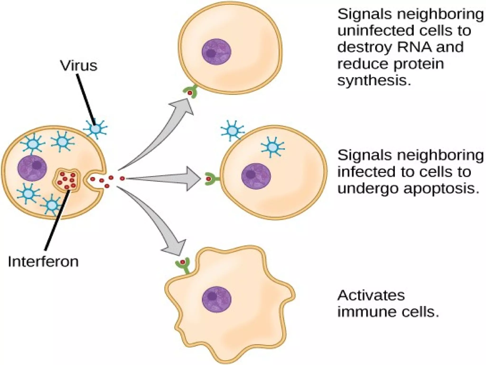 Innate immune system recognition receptors & inflammasomes activation | PPT