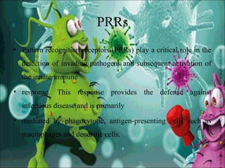 Innate immune system recognition receptors & inflammasomes activation ...