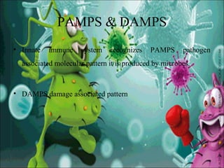 Innate immune system recognition receptors & inflammasomes activation ...