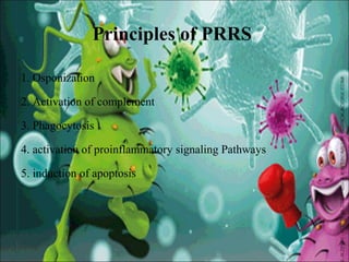 Innate immune system recognition receptors & inflammasomes activation | PPT