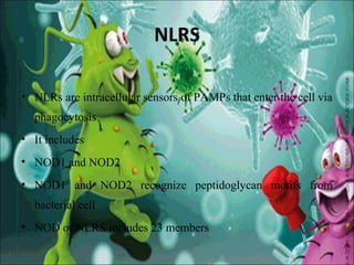 Innate immune system recognition receptors & inflammasomes activation | PPT