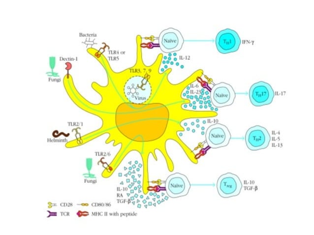 Innate immune system recognition receptors & inflammasomes activation ...