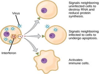 Innate immune system recognition receptors & inflammasomes activation ...