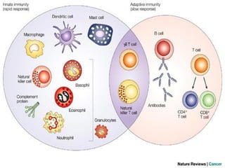 Innate immune system recognition receptors & inflammasomes activation | PPT