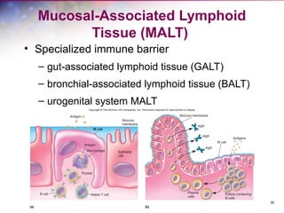 Innate Immunity | PPT