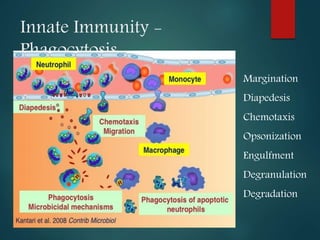 Innate immunity | PPTX