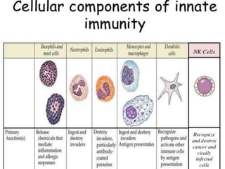 Innate Immunity Cells