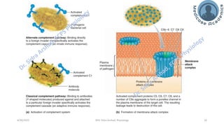 Physiology of Defense System - The Innate Immunity | PDF