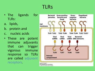 Innate immunity and adjuvants | PPTX | Genetics | Science