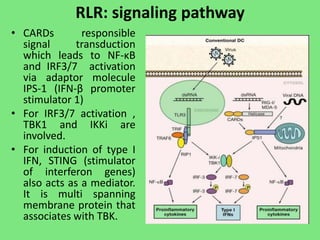 Innate immunity and adjuvants | PPTX | Genetics | Science