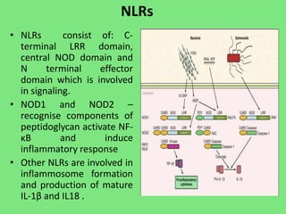 Innate immunity and adjuvants | PPTX | Genetics | Science