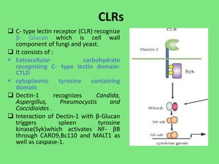 Innate immunity and adjuvants | PPTX | Genetics | Science