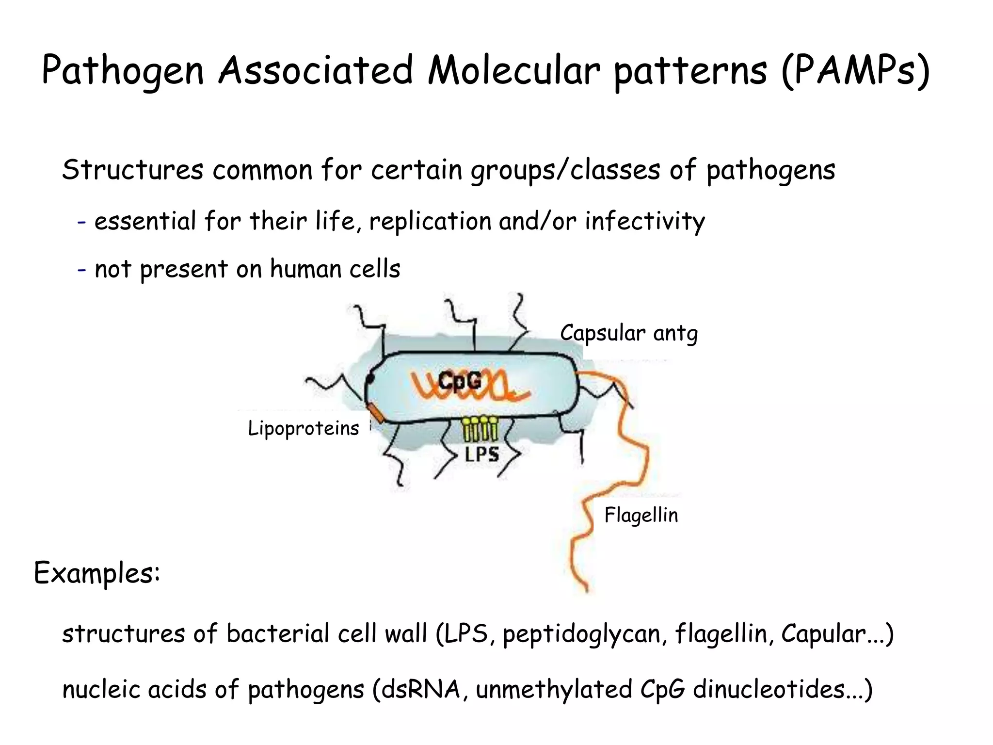 Innate immunity: An Over view | PPTX