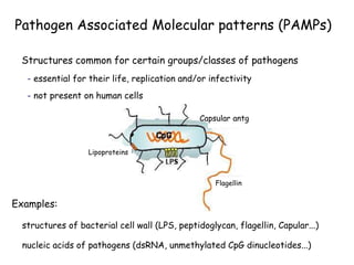 Innate immunity: An Over view | PPTX