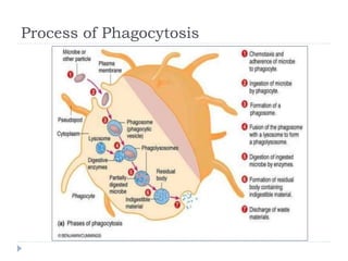 Innate immunity & inflammation1 | PPT
