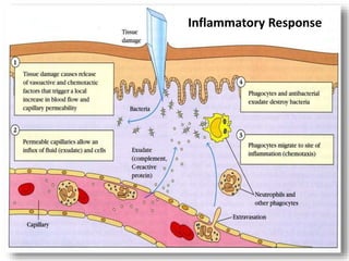 Innate immunity part 3.pptx