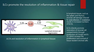 Innate lymphoid cells | PPTX