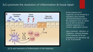 Innate lymphoid cells | PPTX