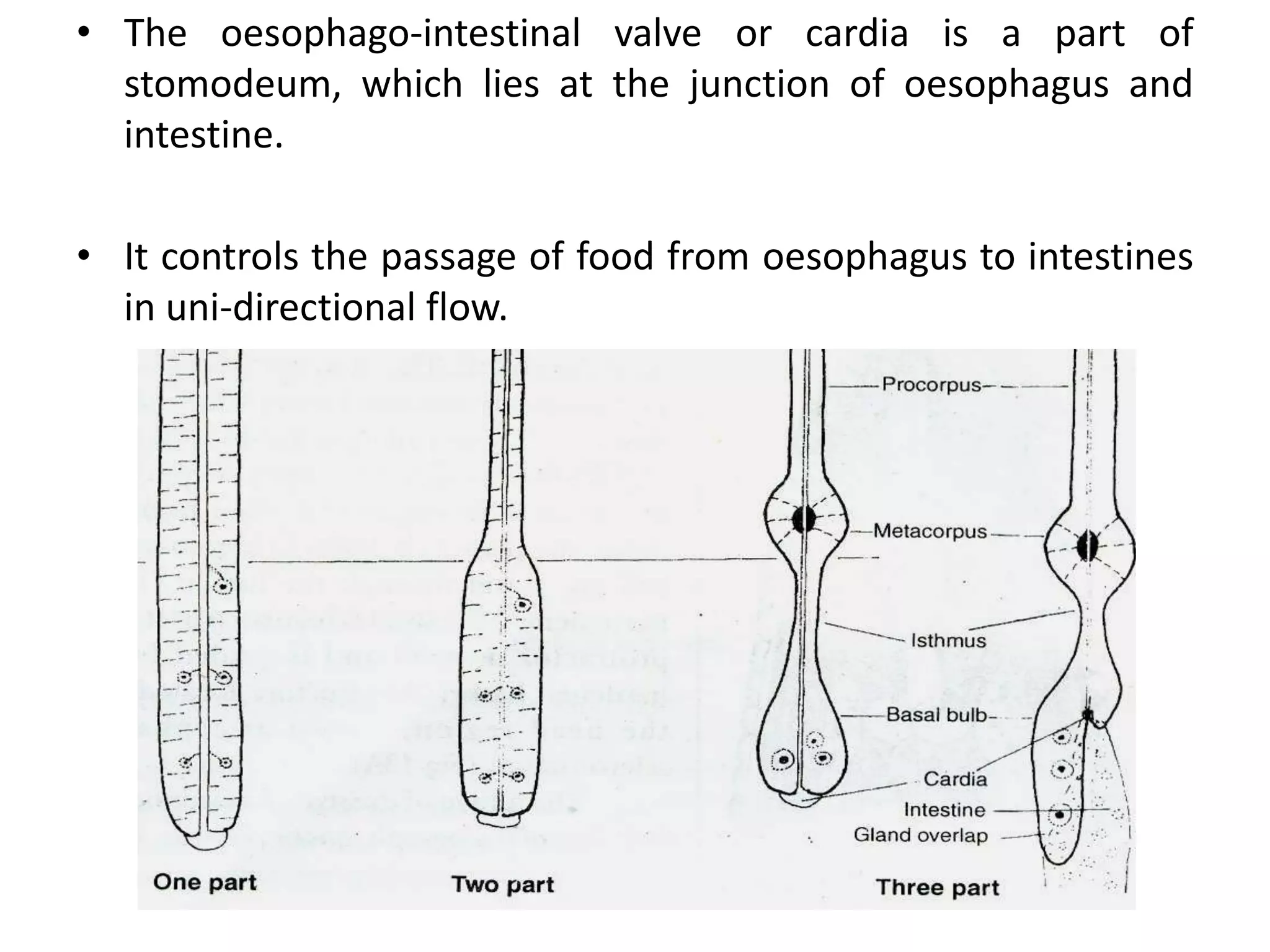 Inner body tube of nematodes | PPTX
