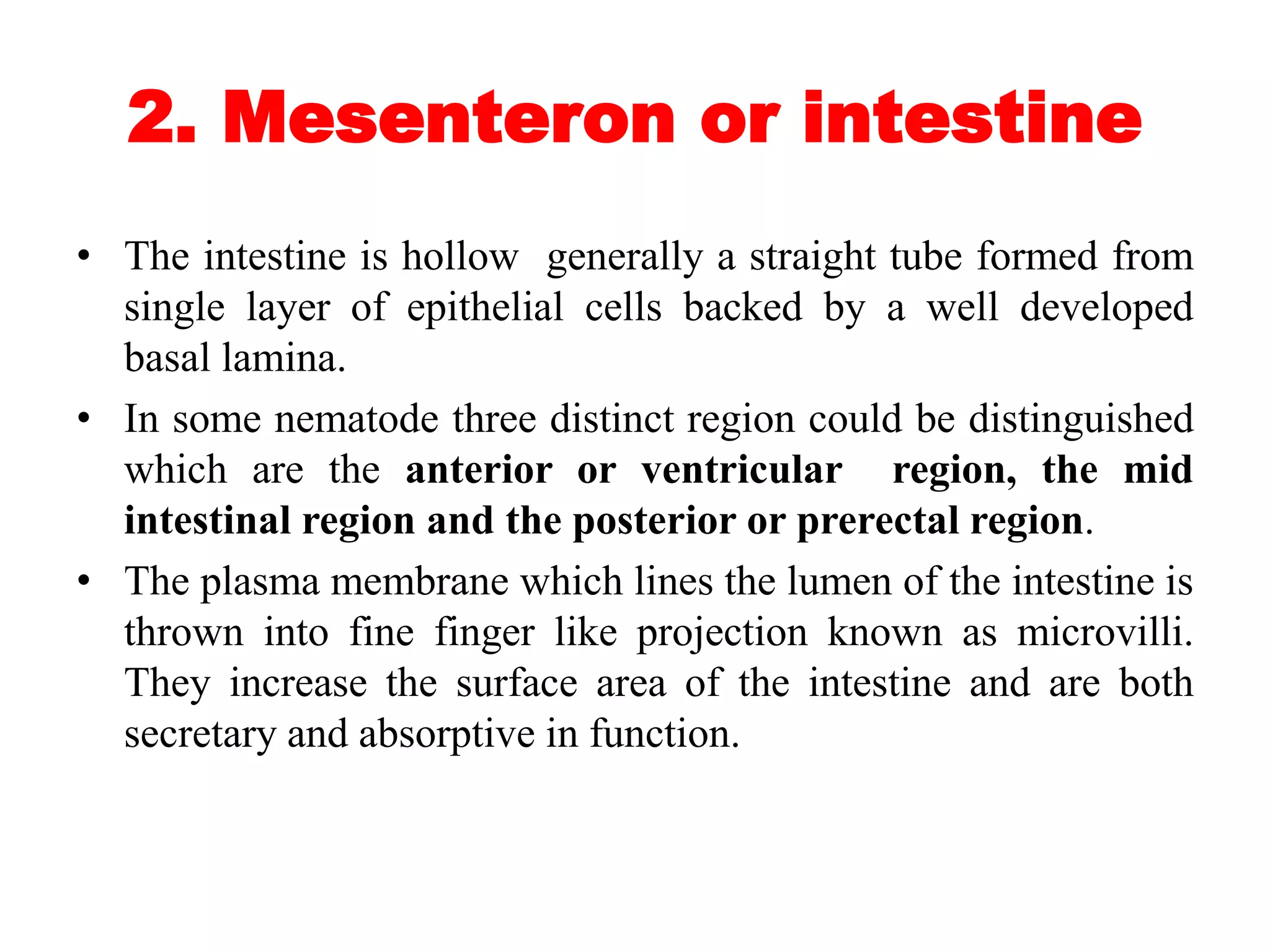 Inner body tube of nematodes | PPTX