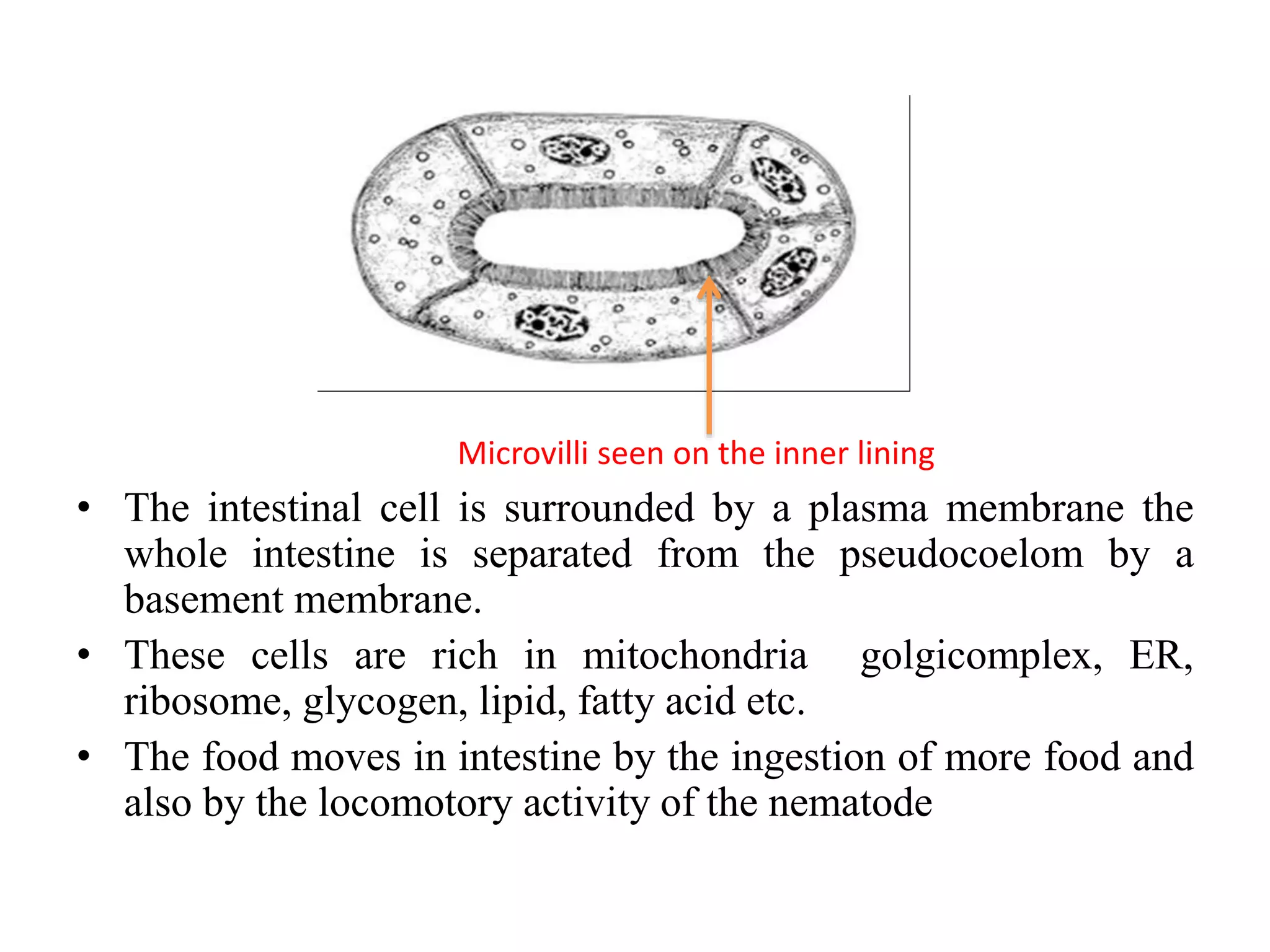 Inner body tube of nematodes | PPTX