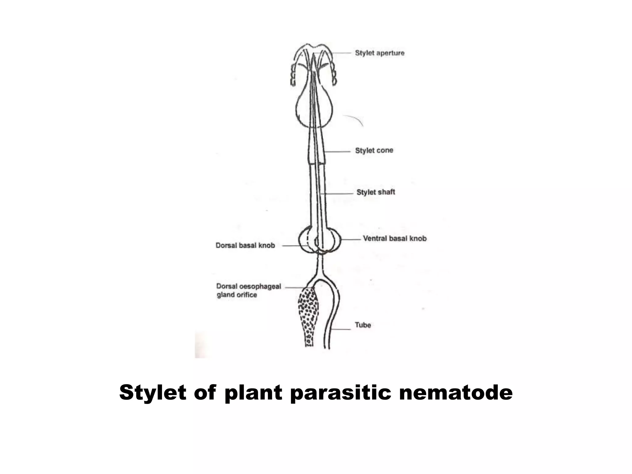 Inner body tube of nematodes | PPTX