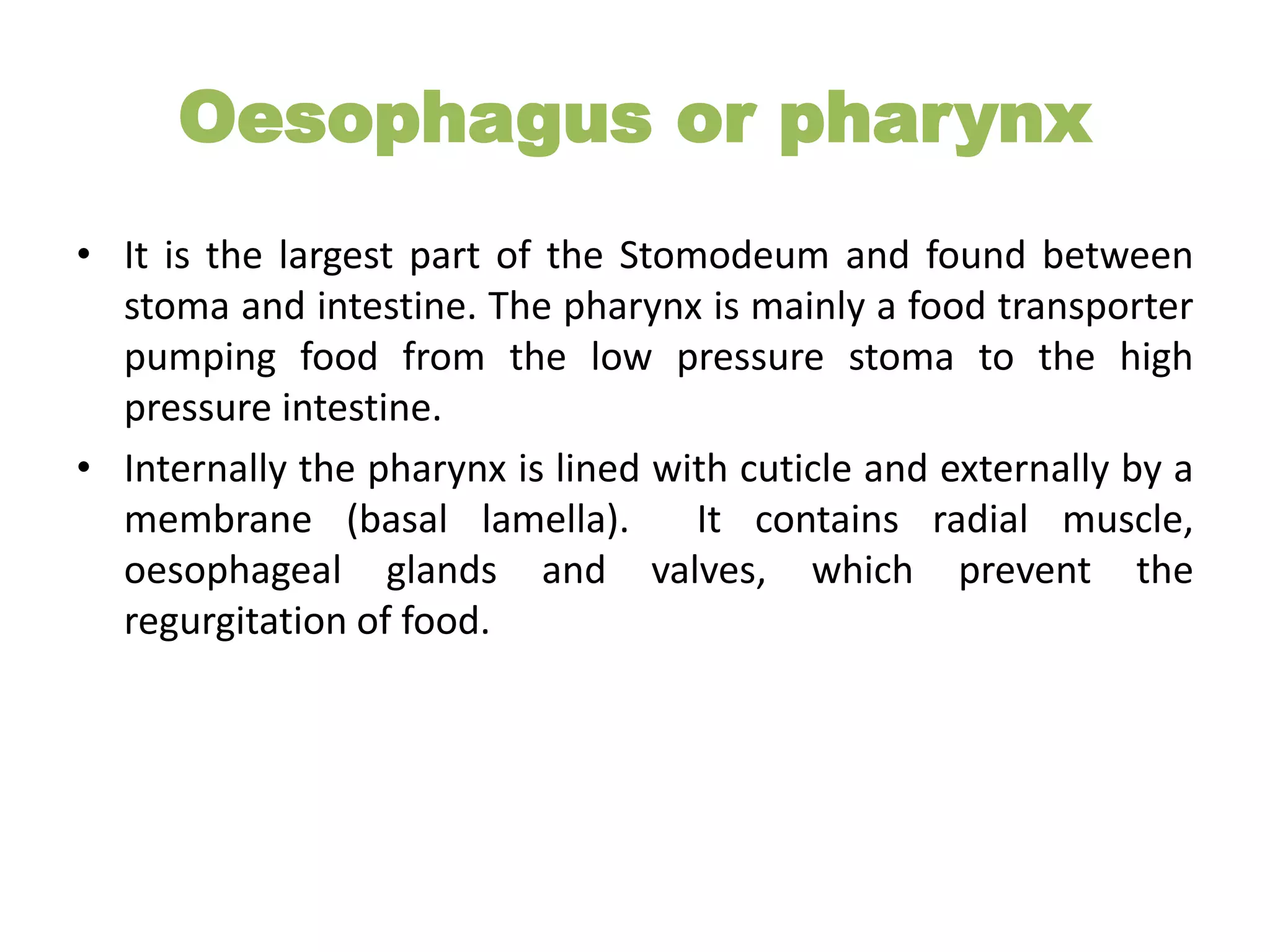 Inner body tube of nematodes | PPTX