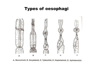 Inner body tube of nematodes | PPTX
