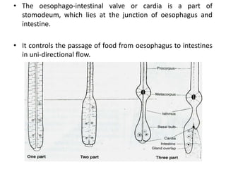 Inner body tube of nematodes | PPTX