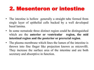 Inner body tube of nematodes | PPTX