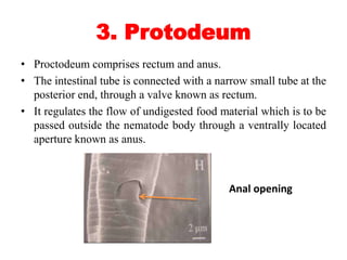 Inner body tube of nematodes | PPTX
