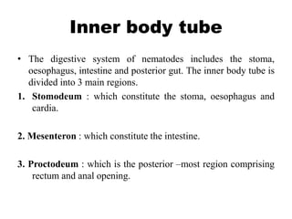 Inner body tube of nematodes | PPTX