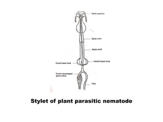 Inner body tube of nematodes | PPTX