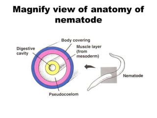 Nematode Diagram