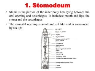 Stomodeum